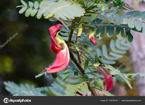 Sesbania Grandiflora Flower Best Flower Site
