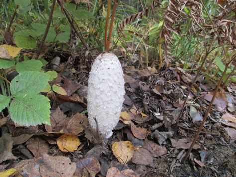 Сможете узнать все лесные грибы на 14 фотографиях Тест для грибников грибной критик Дзен