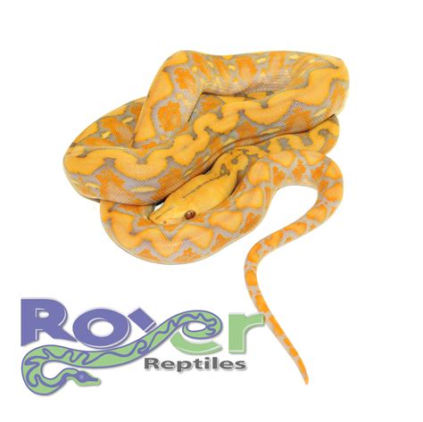 Albino Purple Phase Reticulated Python Traits Morphpedia