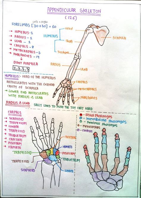 Flow Chart Classification Of Kingdom Plantae