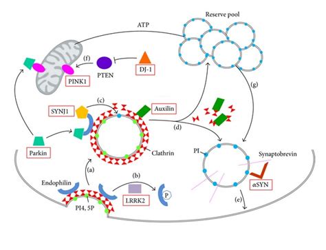 Synaptojanin 1 Mutation In Parkinsons Disease Brings Further Insight Into The Neuropathological