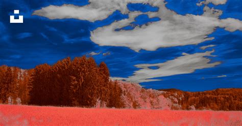 나무와 구름을 배경으로 한 빨간 들판 사진 Unsplash의 무료 바깥 이미지