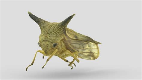 Treehopper 3d Models Sketchfab