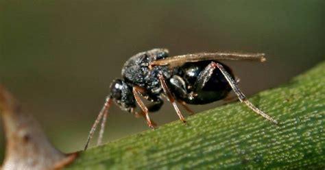 Variety Of Life Cynipidae