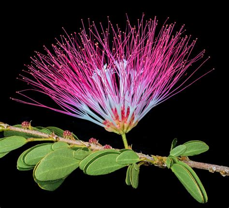 Bobinsana Tincture Calliandra Angustifolia Mindfuel