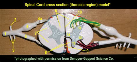 Spinal Cord Model Labeled