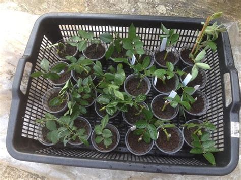 Hoa Hồng Tezza đặc điểm Cách Trồng Và Chăm Sóc