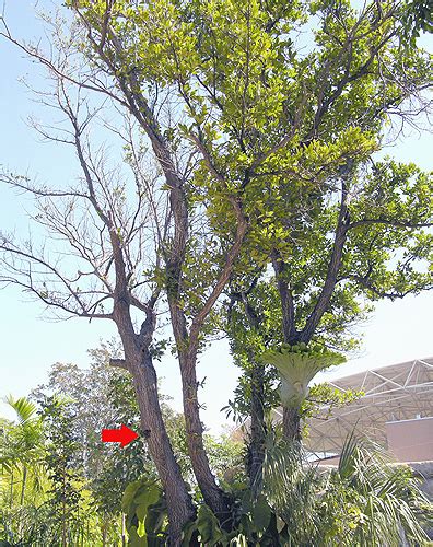 Kamani Tree