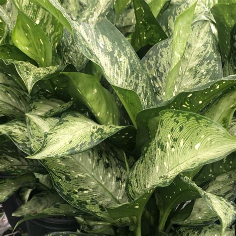 Dieffenbackia Camouflage Jardineries Botanix