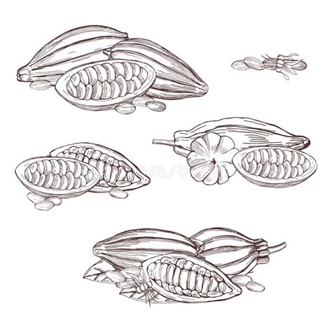 Hand Drawn Cocoa Beans Vector Sketch Illustration Stock Vector Illustration Of Emblem