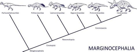 Marginocephalia Alchetron The Free Social Encyclopedia