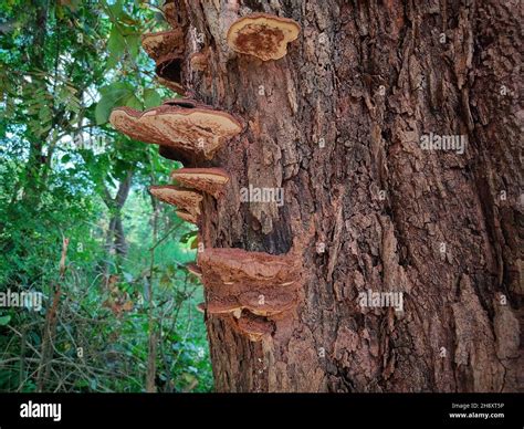 Tree Trunk With Fungi Growing On It Stock Photo Alamy