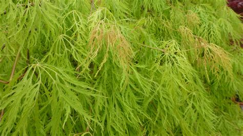 Acer Palmatum Diss Viridis