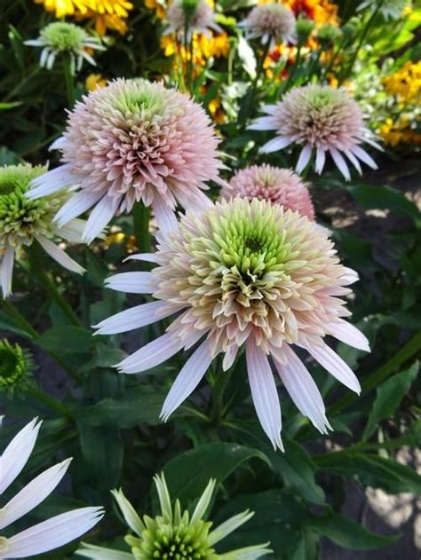 Эхинацеи: Echinacea Cherry Fluff - Эхинацея Cherry Fluff