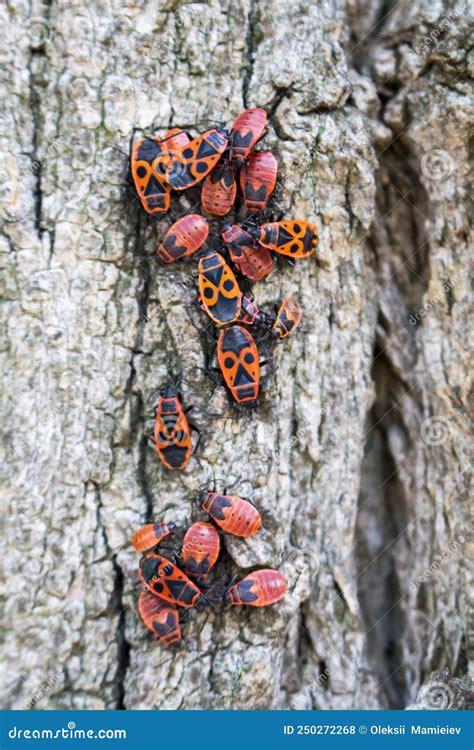 Group Of Adult Insects And Larvae Red Winged Wingless On The Bark Of A
