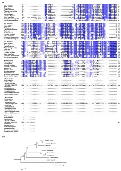 Protein Sequence Alignment And Phylogenetic Tree Of Syntaxin 7 The