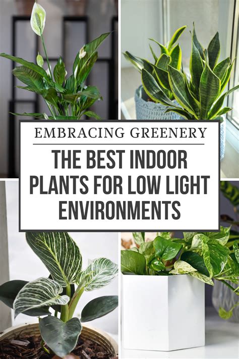 Embracing Greenery The Best Indoor Plants For Low Light Environments