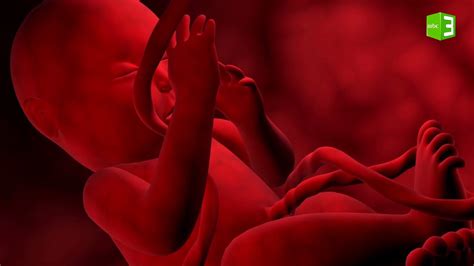 مراحل خلق الانسان في القرآن الكريم Youtube