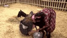 Milking It S Tenor