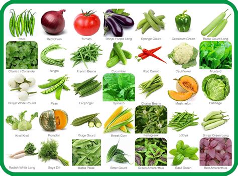 Agnico 35 Variety Of Vegetable Seeds Combo Pack With Instruction Manual