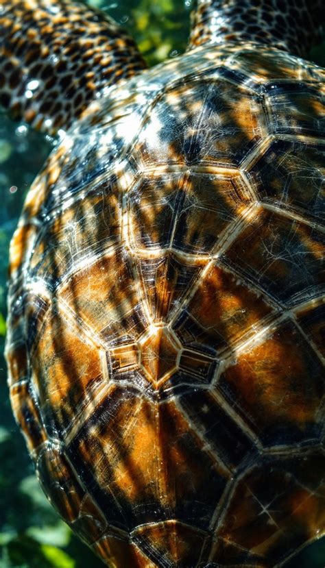 Free Turtle Shell Patterns Image Turtle Shell Pattern Download At