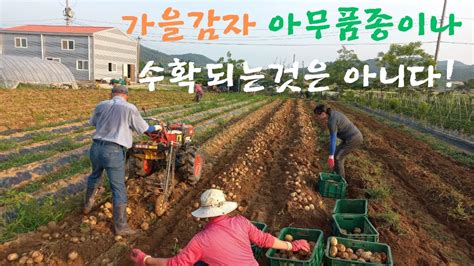 가을감자 수확 하려면 적합한 품종을 잘 선택해야 가능 Youtube
