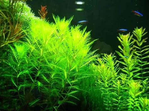 草缸迷·百科——红雨伞