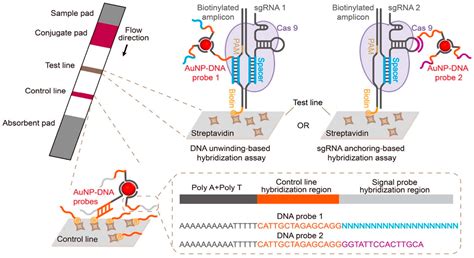 Recent Advances In Crispr Cas System Based Biosensors For The Detection Of Foodborne Pathogenic
