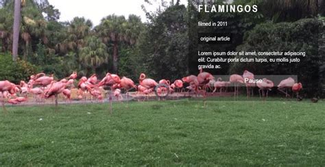 20 Background Video CSS Examples Code Snippet OnAirCode