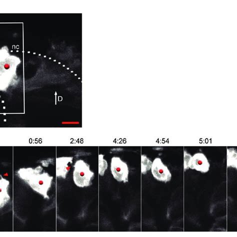 Examples Of Neural Epithelial Cells Undergoing Inm A C Download Scientific Diagram