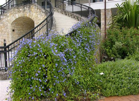 Images About Naked Natives On Pinterest Monarch Butterfly Landscaping And Sun