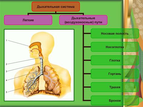 Дыхание. Дыхательная система. Строение лёгких - online presentation