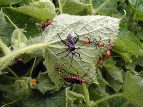 Leaf Footed Bug Insects And Organic Gardening