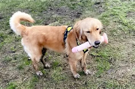 Golden Retriever Finds Sex Toy On Walk And Refuses To Let It Go Birmingham Live