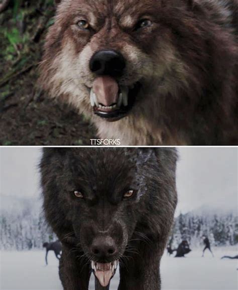 Pin By Chloe Connie Lorraine Peggy Rh On Twilight Twilight Wolf