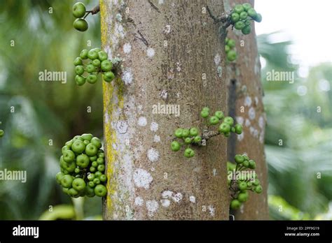 Tiny Green Color Of Ficus Fruits Also Known With Scientific Name Ficus