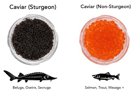 What Is Caviar Fast Shipping Caviarhub