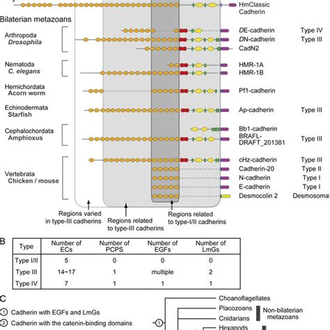 The Domain Structures Of Representative Members Of The Major Cadherin
