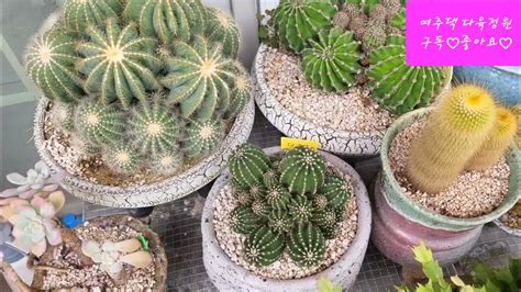 꽃이 너무이쁜 선인장 키우기 도전 넘 쉬워요 폭염에도 병충해도없이 잘크는 선인장들입니다🫰 Youtube