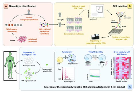 Schematic Overview Of Next Generation Personalized Adoptive T Cell