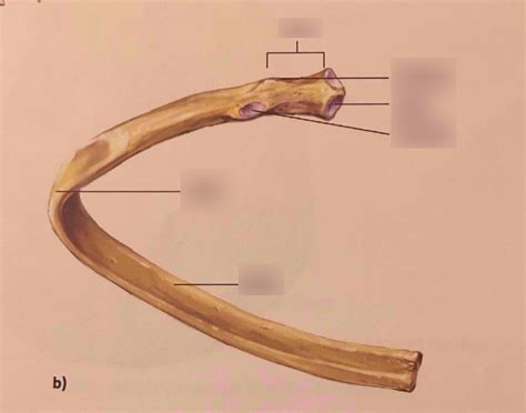 Rib Structure Diagram Quizlet