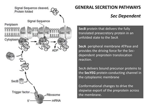 Secretion Systems Of Bacteria Pdf Chemistry Science