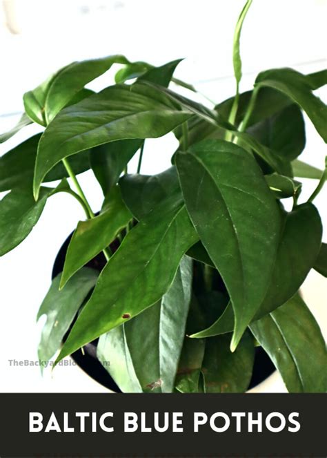 Baltic Blue Pothos Care Guide Epipremnum Pinnatum Baltic Blue