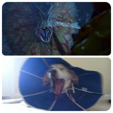 My Girlfriends Dog Looks Like The Spitting Dinosaur From Jurassic Park