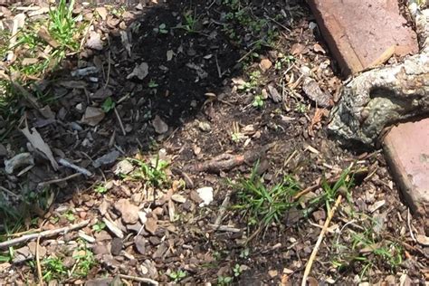 Expert Warns Against Common Landscaping Method That Could Wreak Havoc