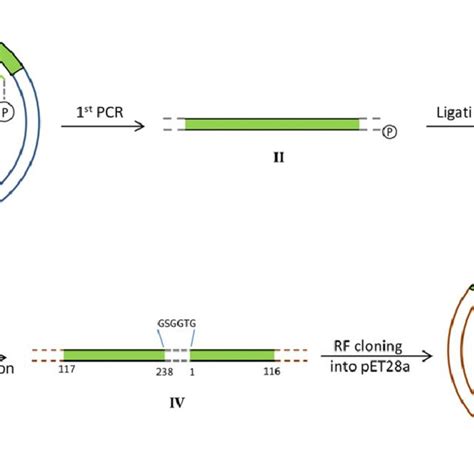 PDF Facilitating Circular Permutation Using Restriction Free RF Cloning