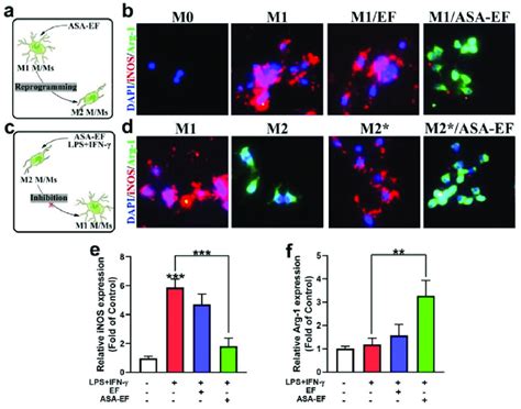 In Vitro Macrophage Polarization By Efs A Schematic Illustration For