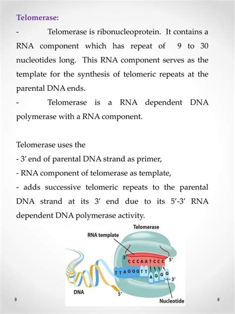 Eukaryotic Dna Replication Pptx Biological Sciences Science