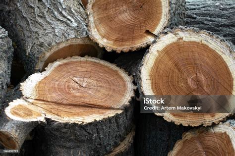 Pile Of Sawn Logs Background Trunks Of Trees Cut And Stacked Timber