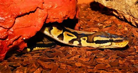 Ball Python Humidity And Temperature How To Get It Right